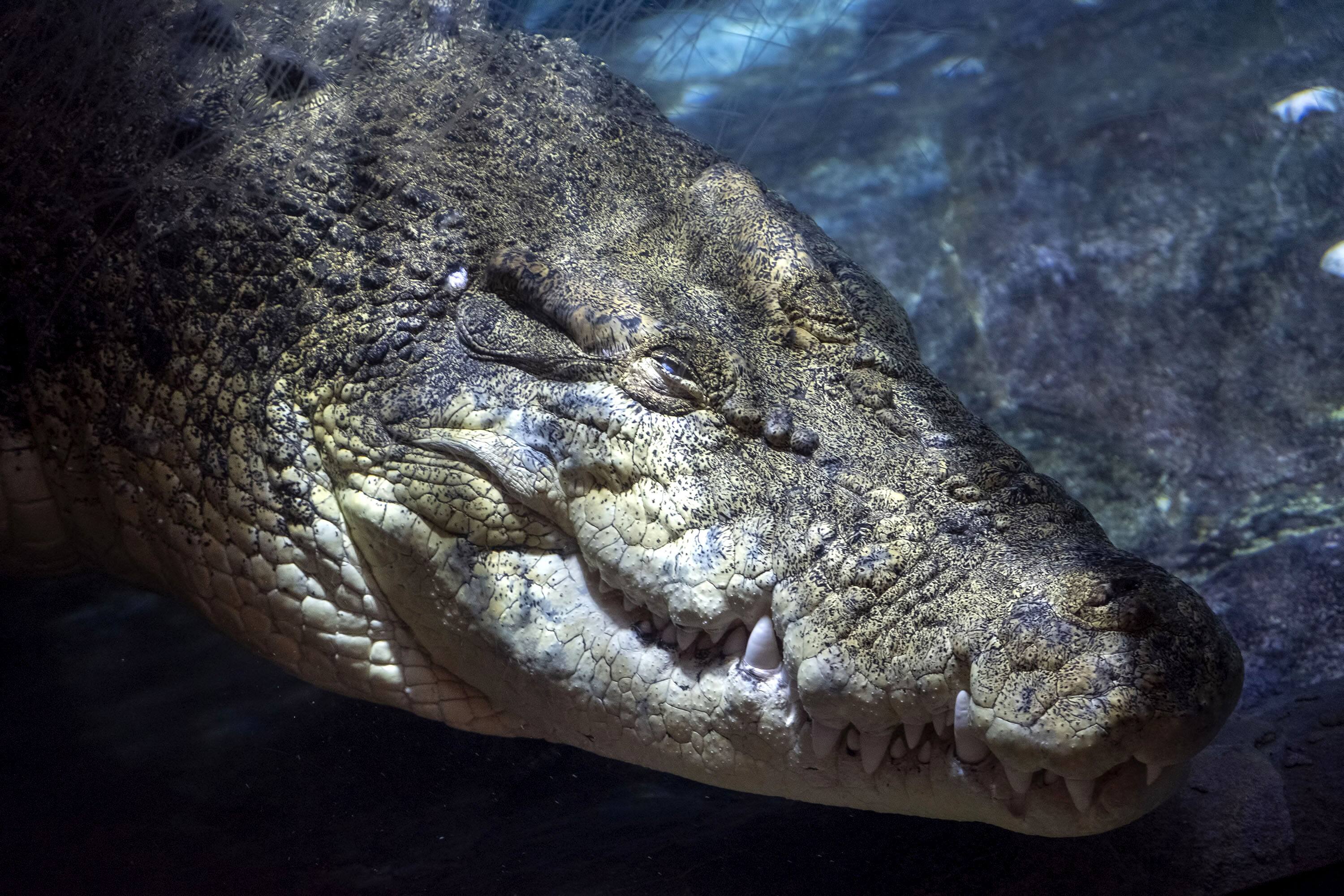 Dubai Aquarium animals and marine species | Visit Dubai