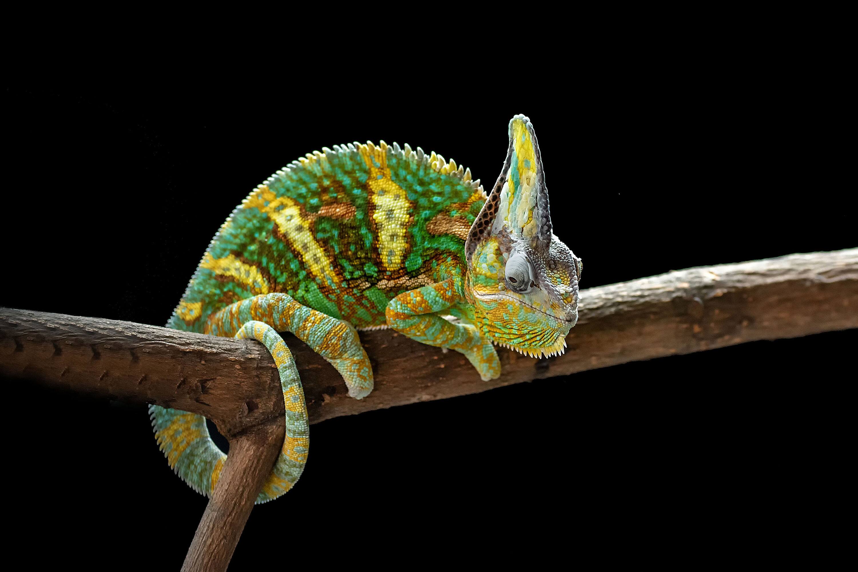 Dubai Aquarium animals and marine species | Visit Dubai