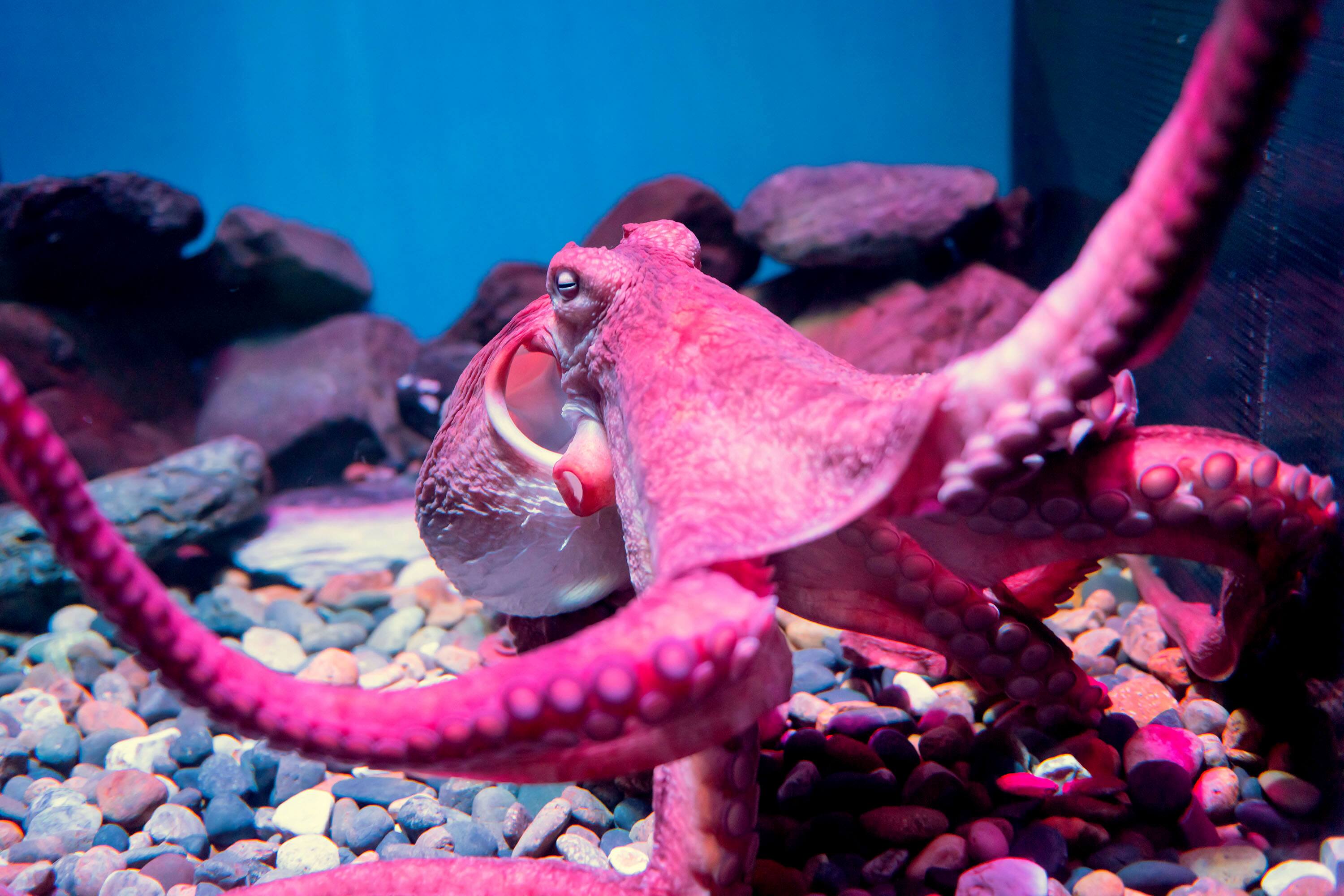 Dubai Aquarium animals and marine species | Visit Dubai