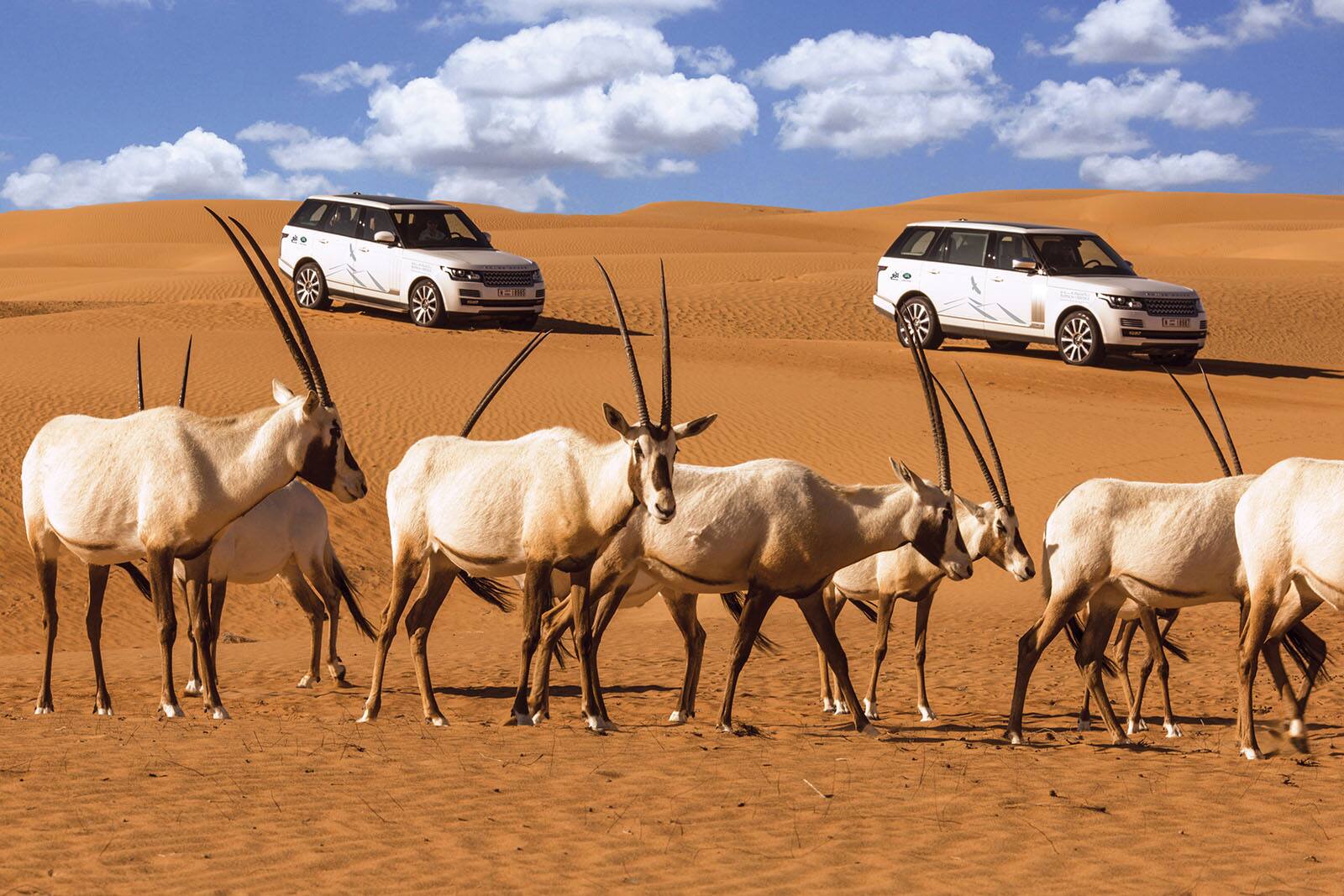 Explore Wildlife & Nature in Dubai | Dubai Presents | Visit Dubai